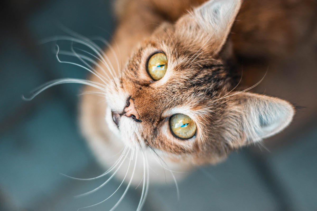 Bıyıksız Kedi ve Köpek Olur Mu? – Woofy Pet