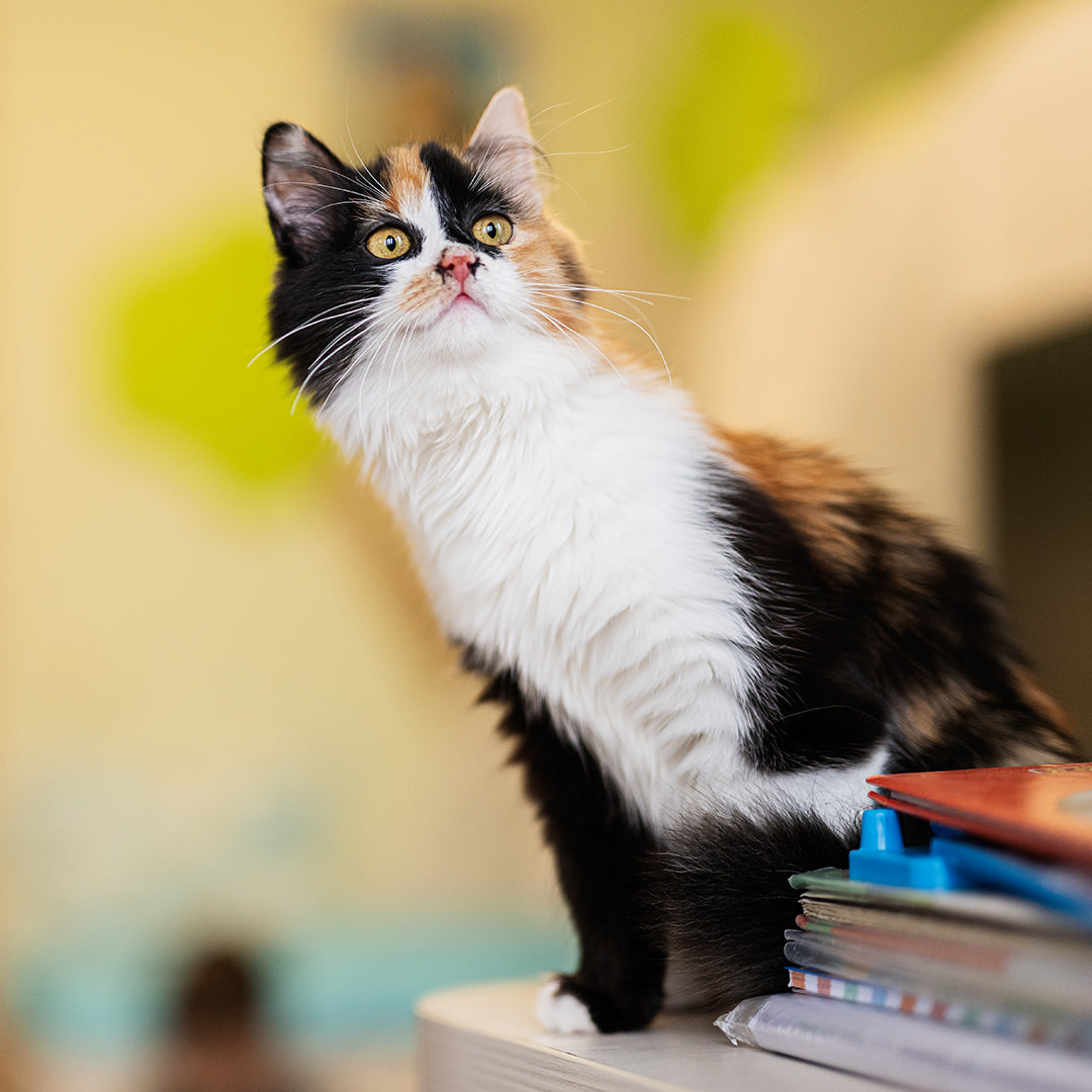 Kedilerin Kuyruğu Ne İşe Yarar? – Woofy Pet