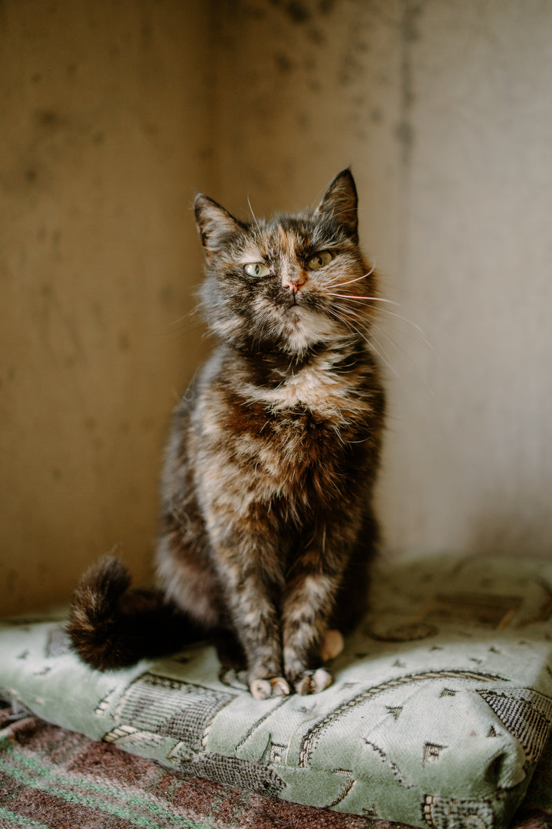 Acil Durum Çantası: Kediler ve Köpekler İçin Güvende Kalma Rehberi ...